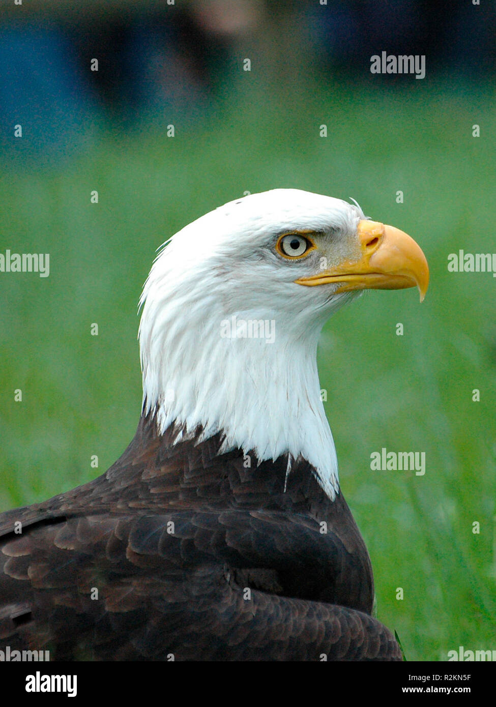 Eagle eye view hi-res stock photography and images - Alamy