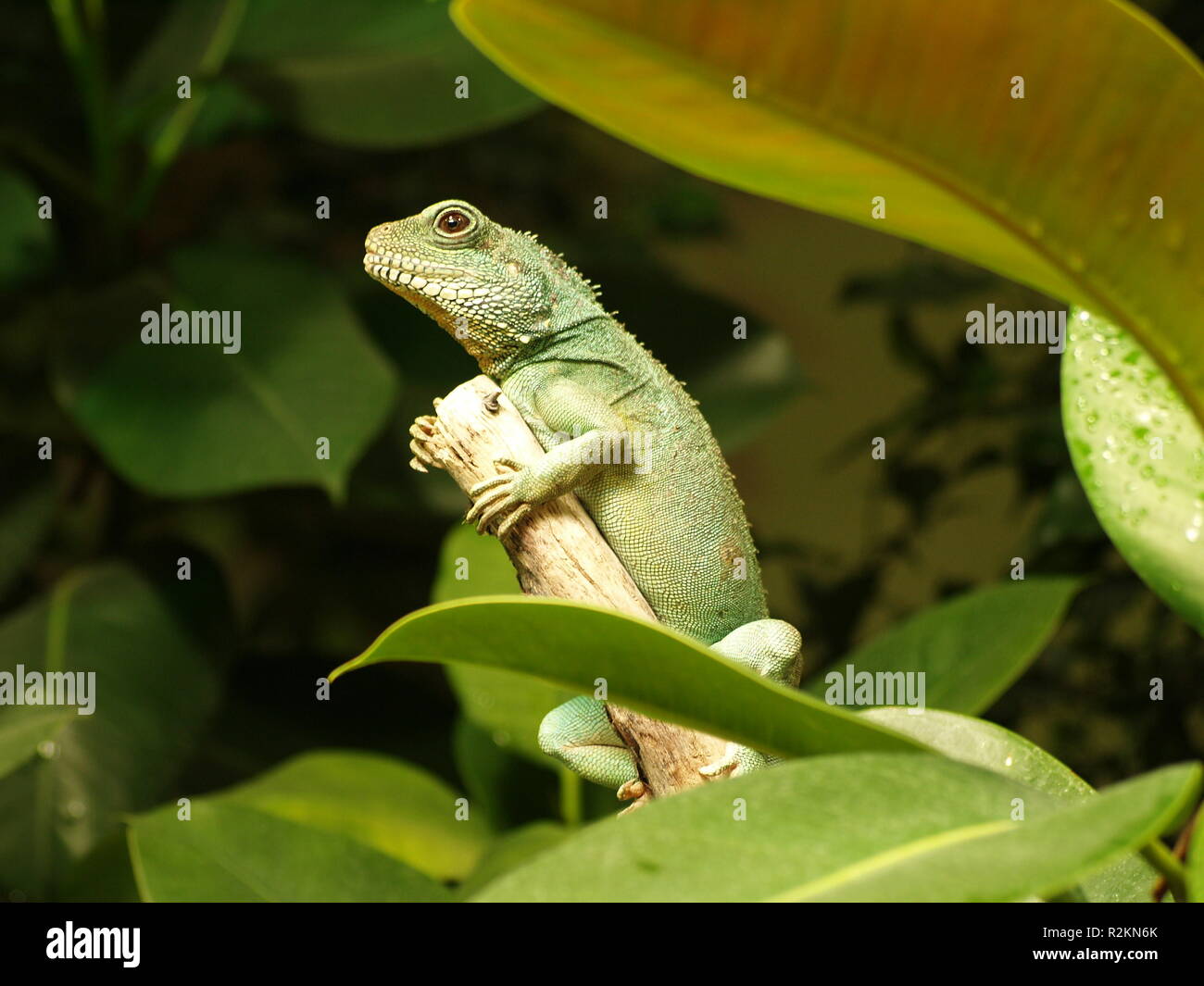 green water dragon Stock Photo - Alamy