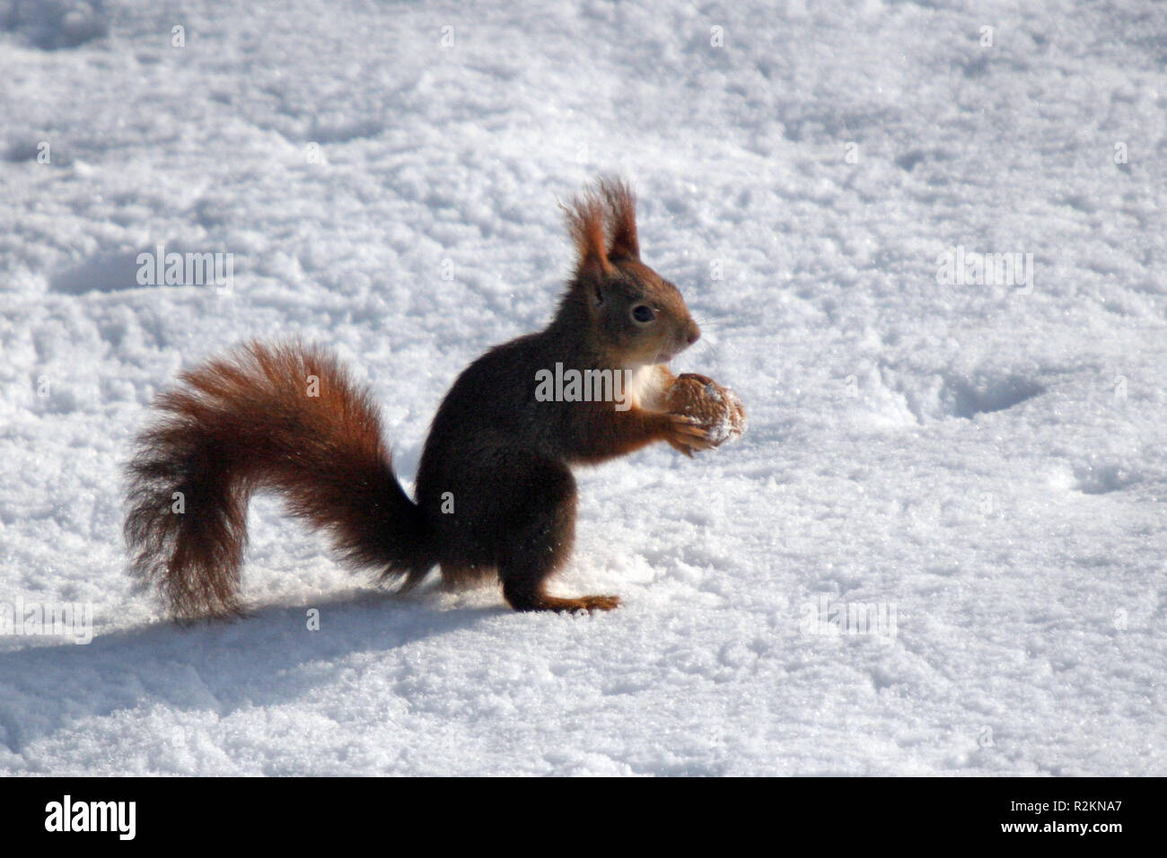 Little rascal hi-res stock photography and images - Alamy