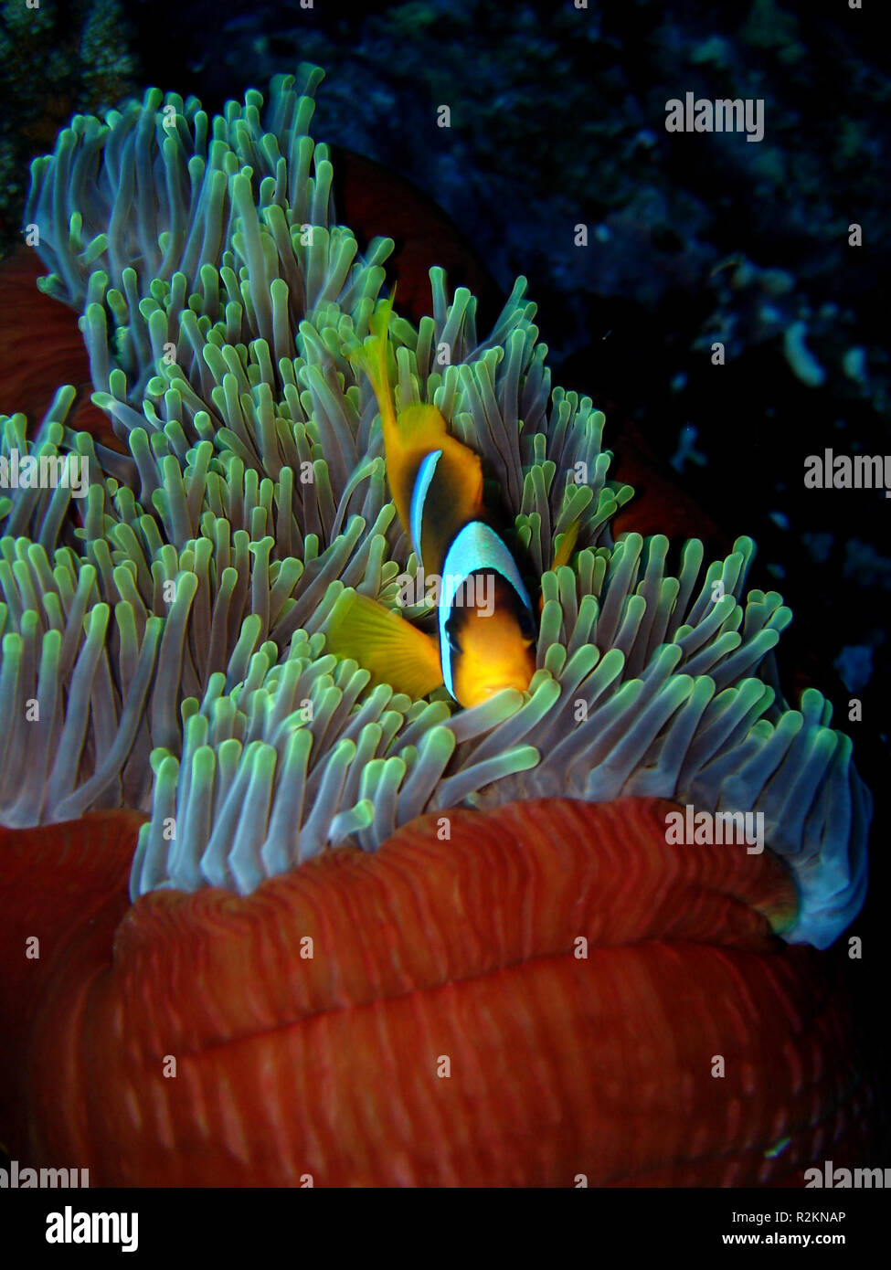 Clown fish swims underwater hi-res stock photography and images - Alamy