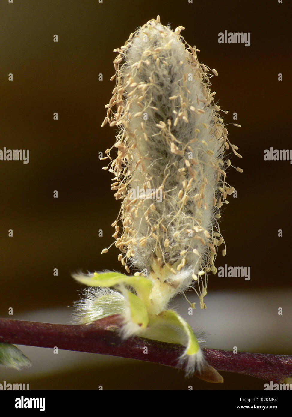 Weeping Willow Catkin High Resolution Stock Photography and Images - Alamy