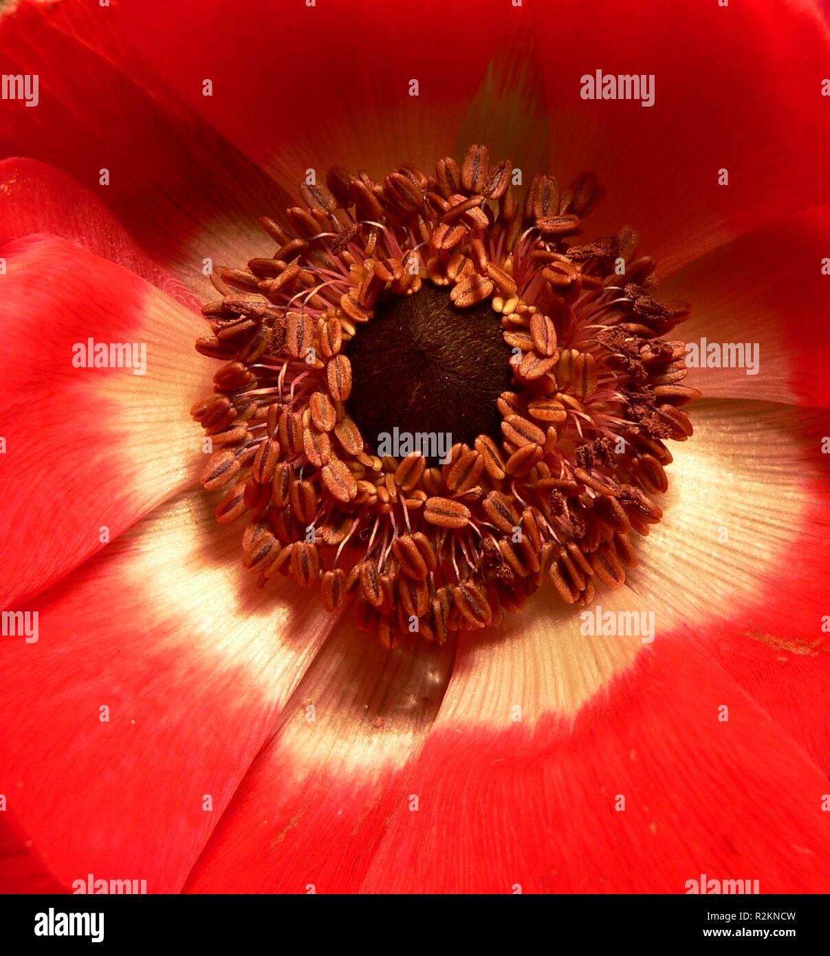 anemone seeds 2 Stock Photo - Alamy
