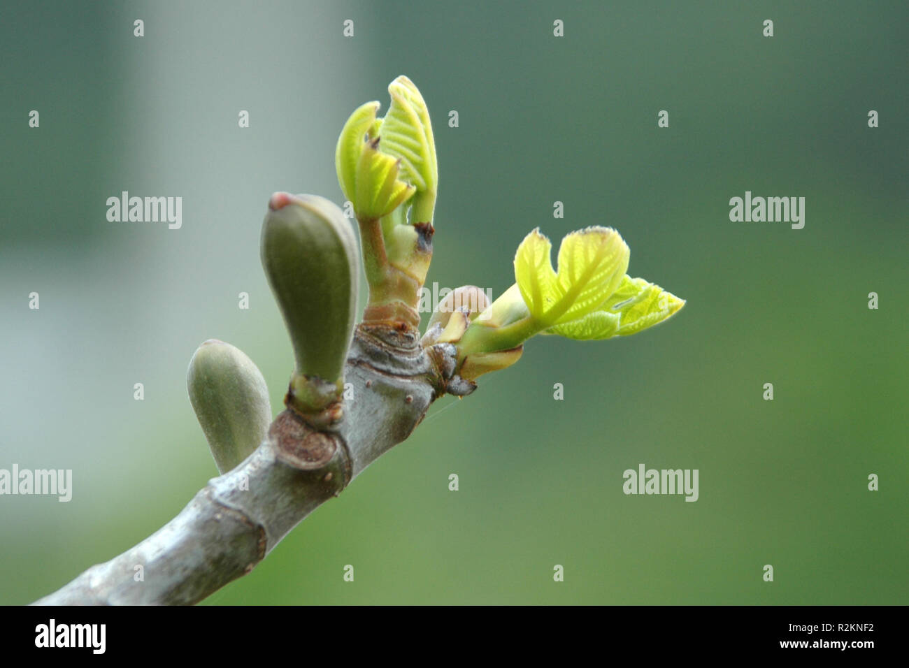 Fig tree ibiza hi-res stock photography and images - Alamy