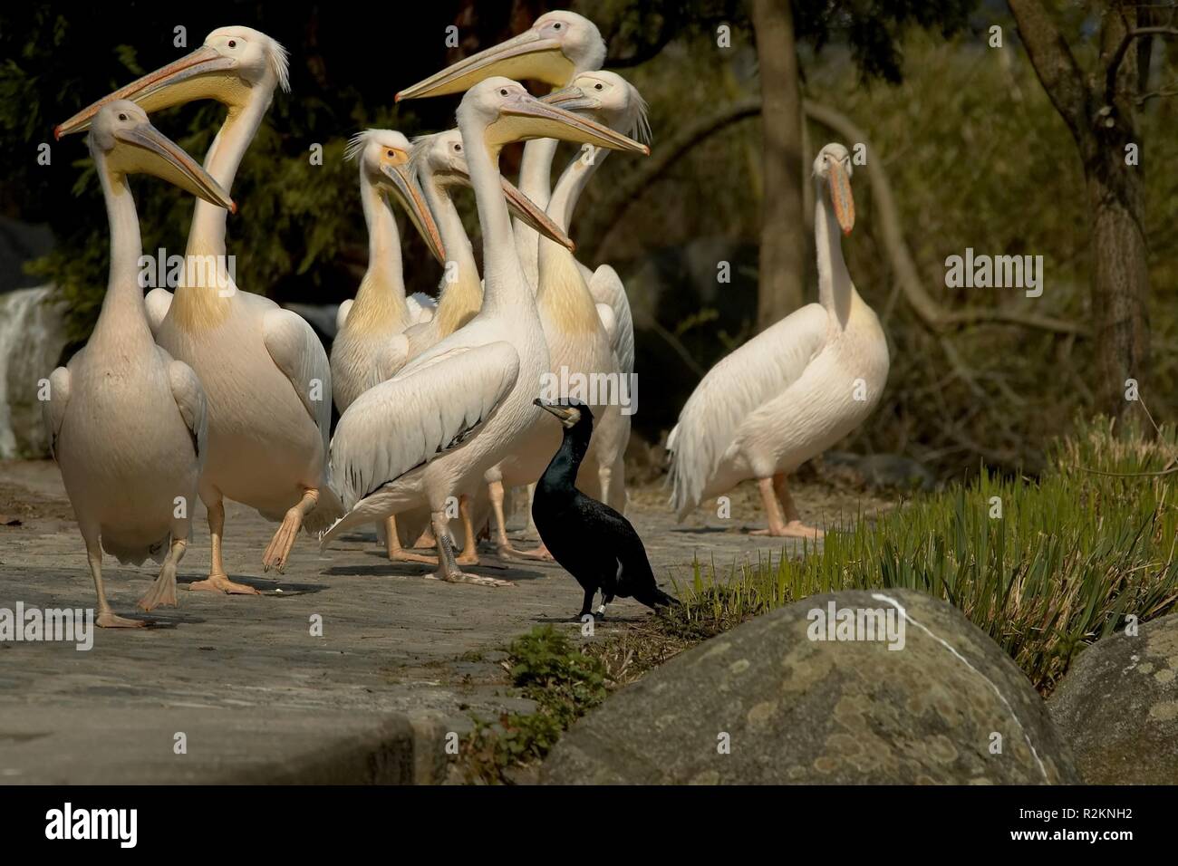 Dancing from row hi-res stock photography and images - Alamy