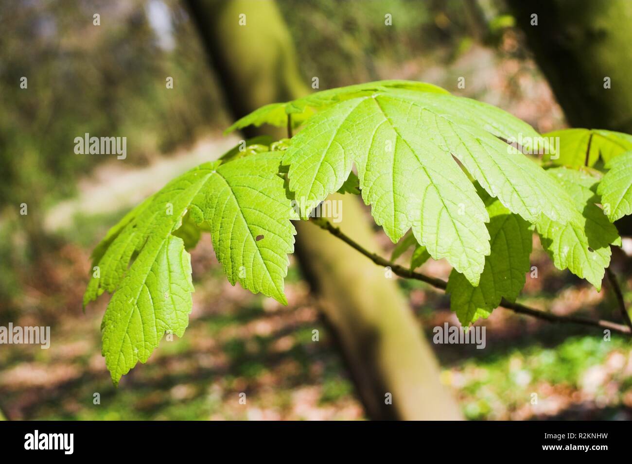 fresh maple leaves Stock Photo - Alamy