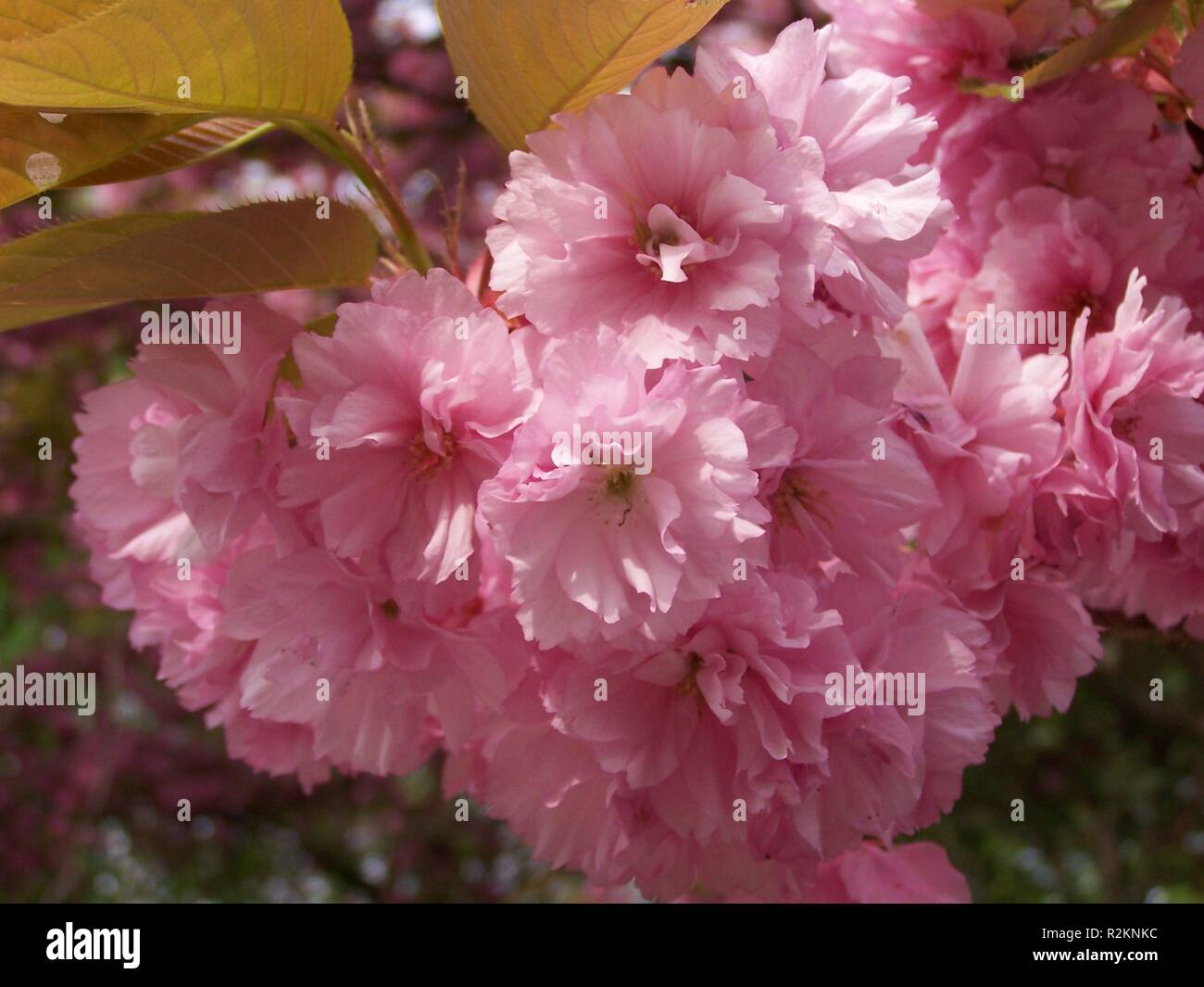 pink ornamental cherry Stock Photo - Alamy
