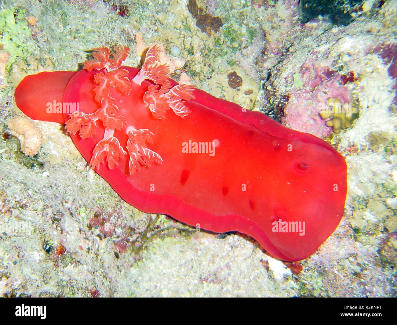 spanish dancer vi Stock Photo - Alamy