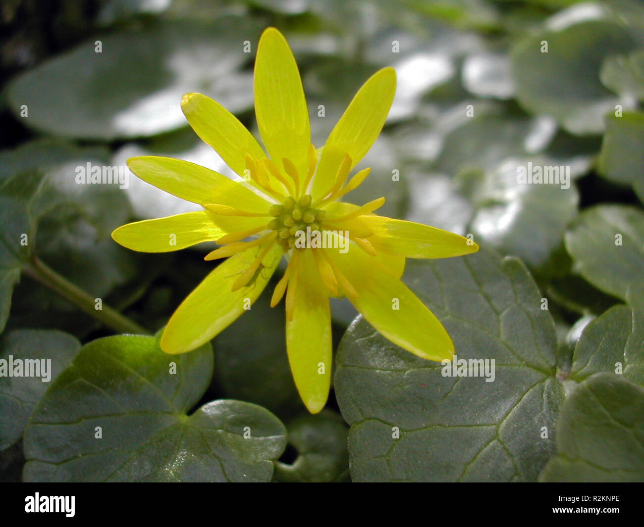 Louse flower hi-res stock photography and images - Alamy