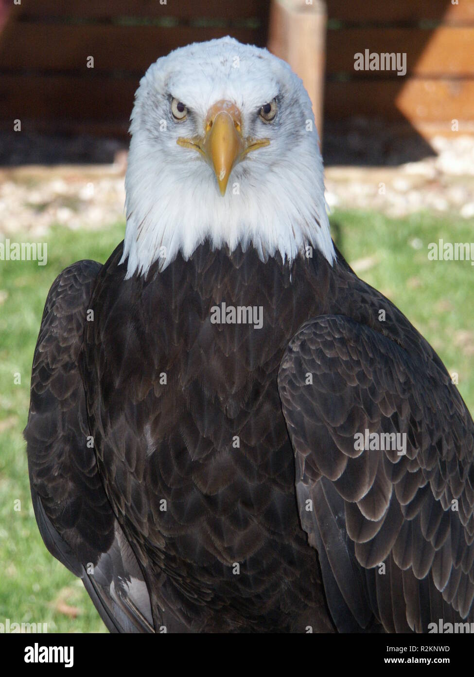 Seekopfadler hi-res stock photography and images - Alamy