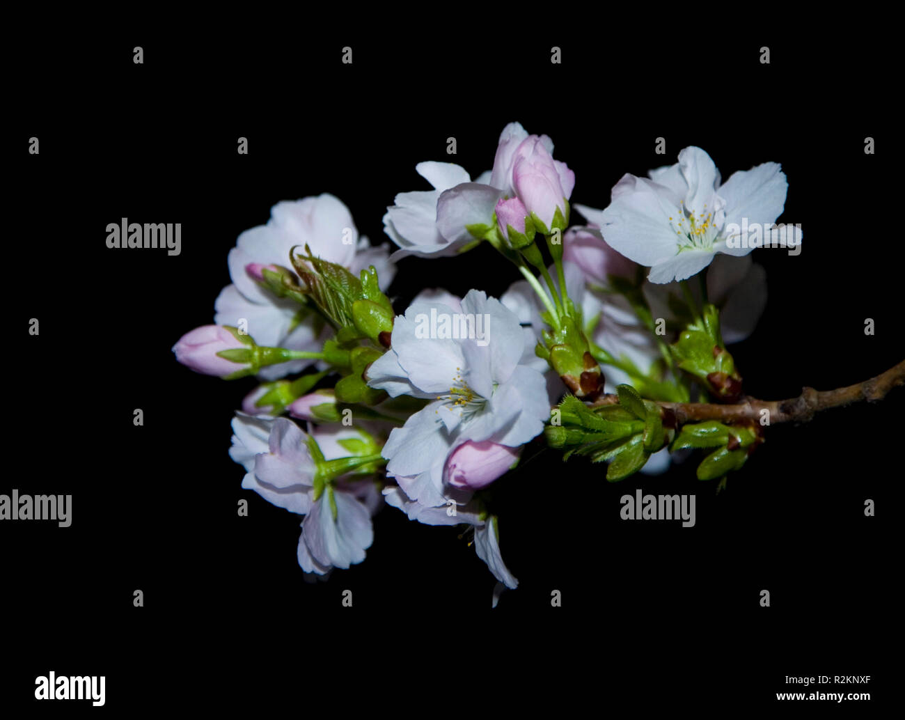spring at night Stock Photo - Alamy