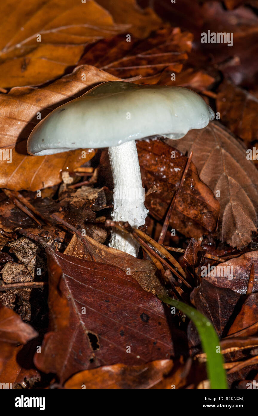 Amanita phalloides death cap mushroom hi-res stock photography and ...
