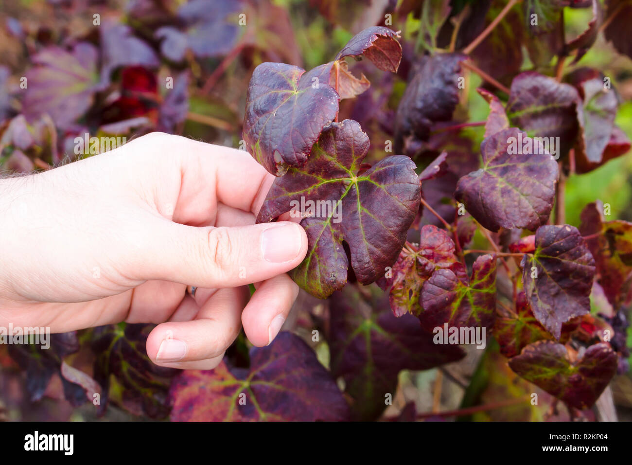 Fall grape leaves and vines hi-res stock photography and images - Alamy