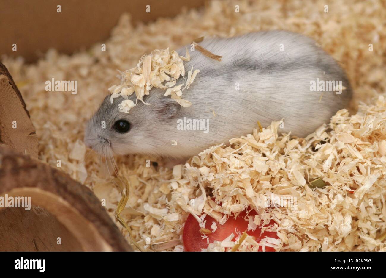 Kimmy hi-res stock photography and images - Alamy