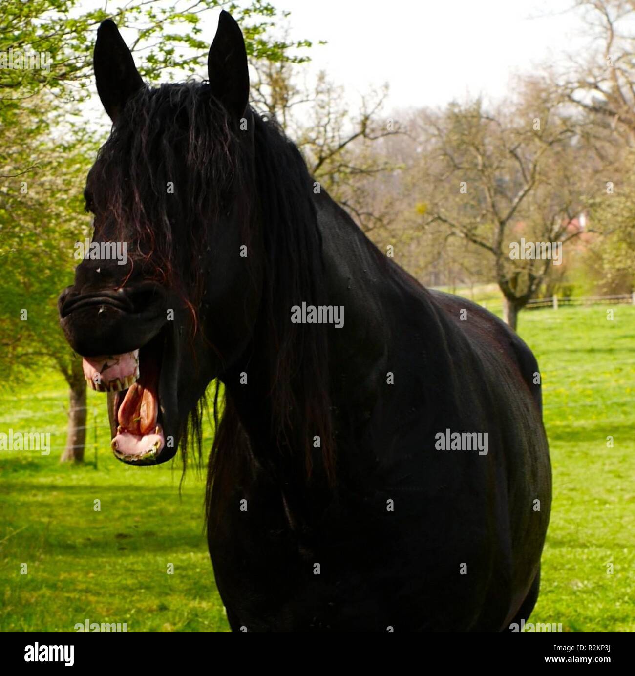 is yes to neighing Stock Photo - Alamy
