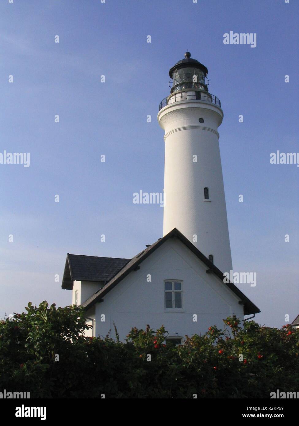 rose hip hedge and lighthouse Stock Photo - Alamy