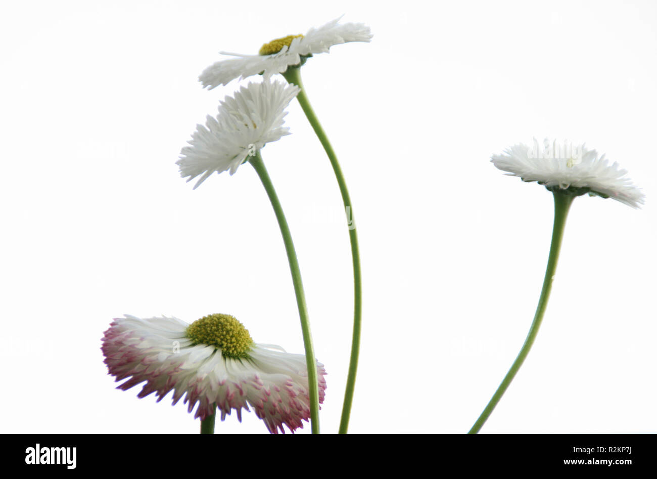Meadow botanical bloom Cut Out Stock Images & Pictures - Alamy