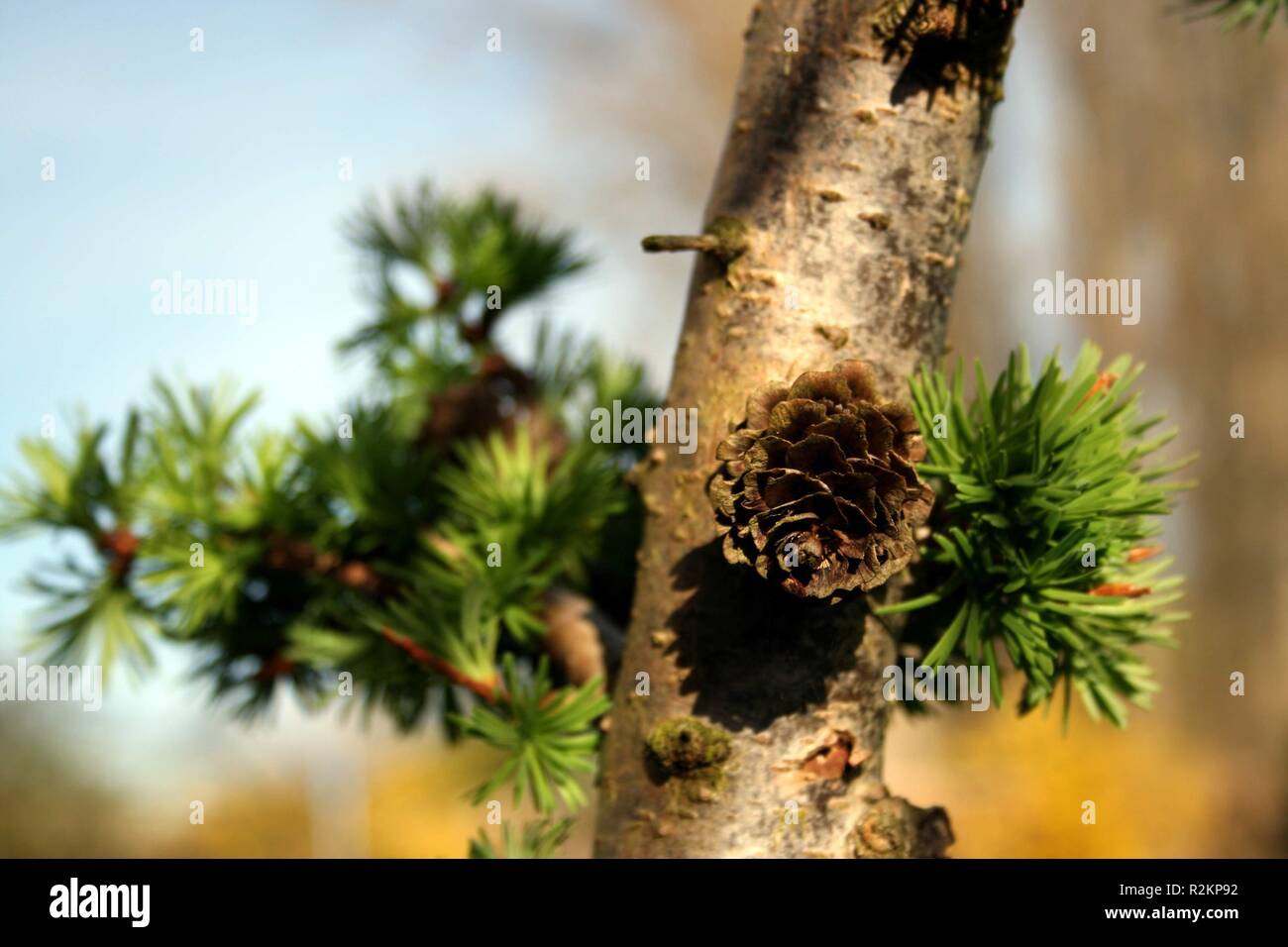 Spring larch branch leaves hi-res stock photography and images - Alamy