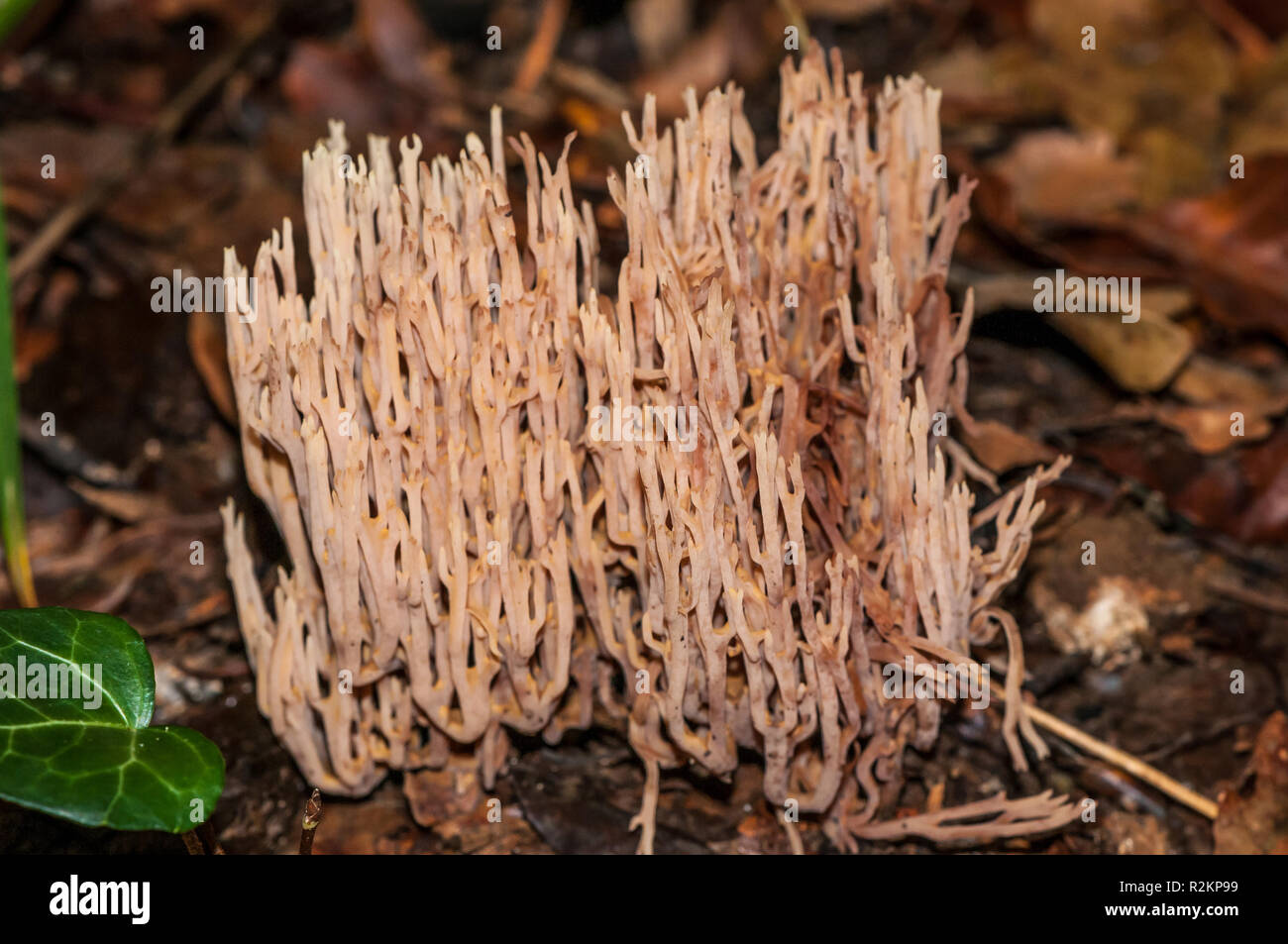 Ramaria elegante hi-res stock photography and images - Alamy
