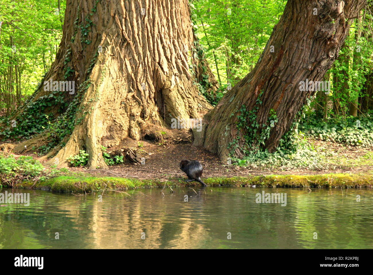 Musquash hi-res stock photography and images - Alamy