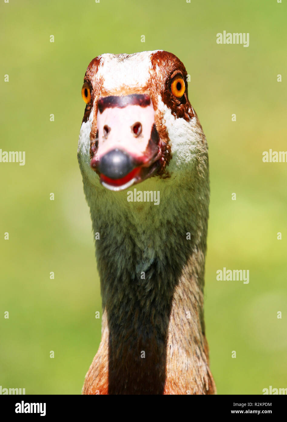 Aggressive goose hi-res stock photography and images - Alamy