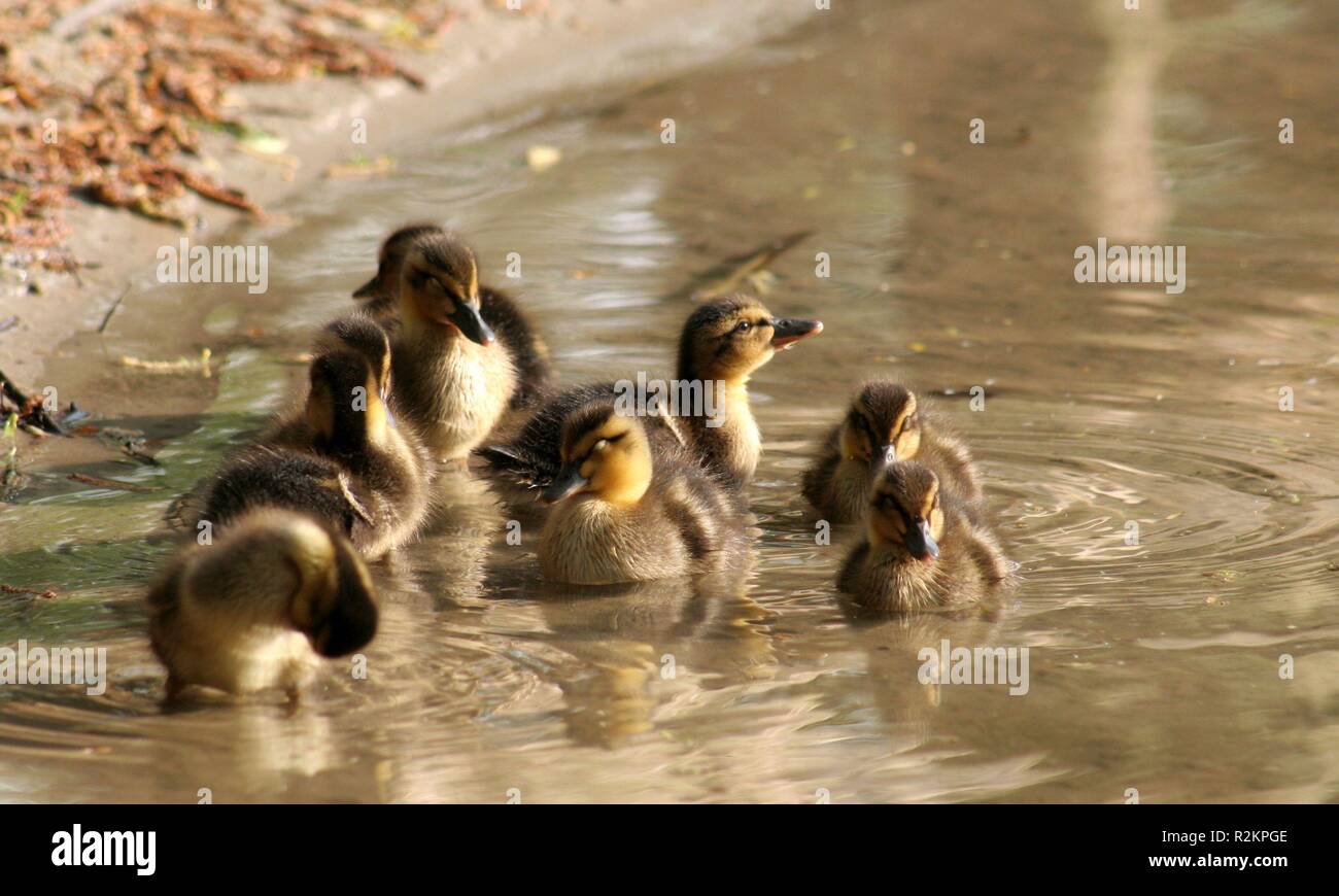 Breeding location hi-res stock photography and images - Alamy