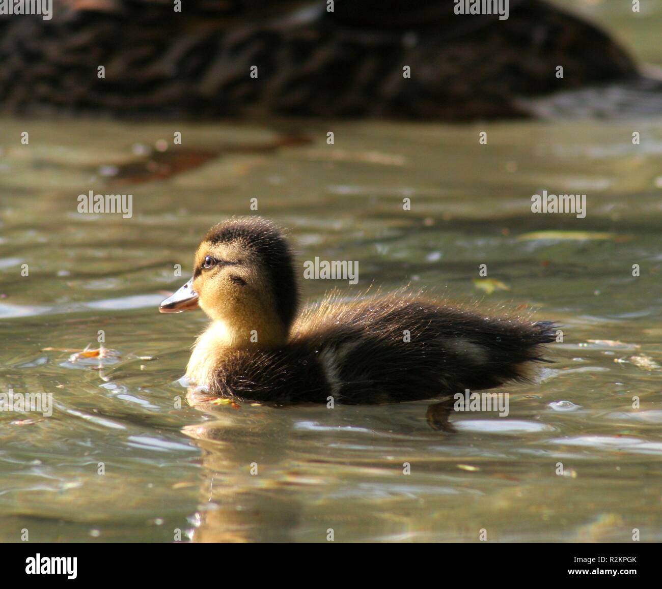 Breeding location hi-res stock photography and images - Alamy