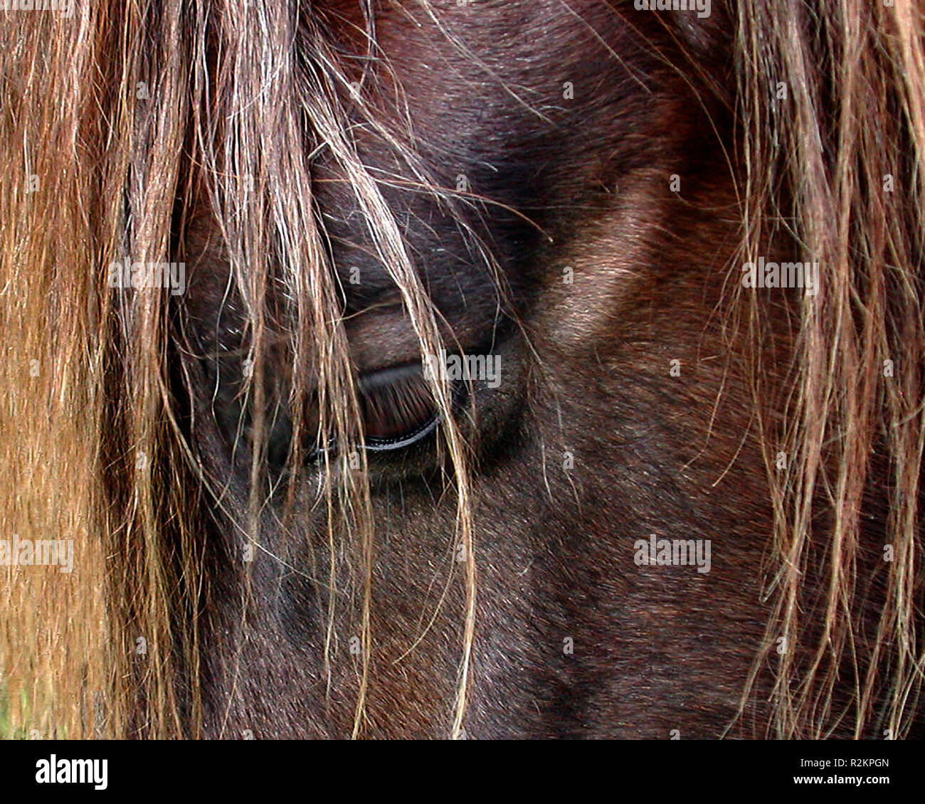 Dunkelfuchs hi-res stock photography and images - Alamy