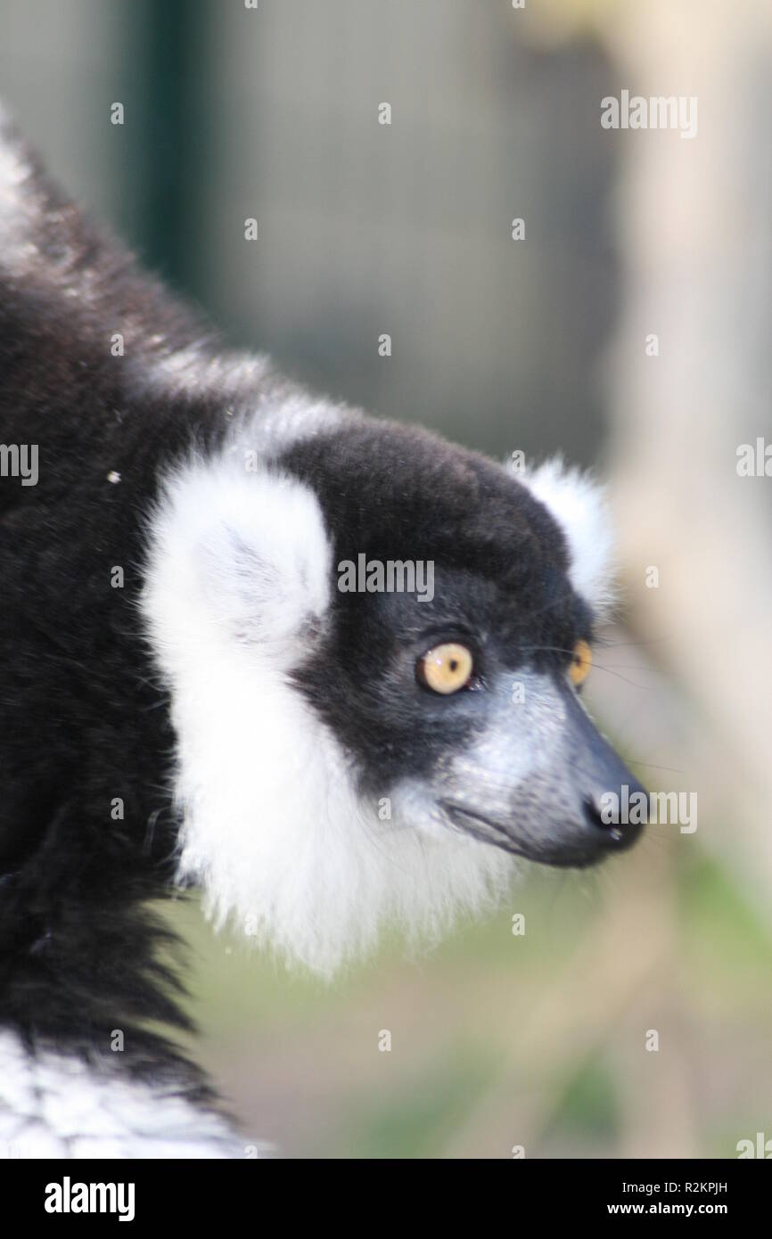Grid teeth hi-res stock photography and images - Alamy
