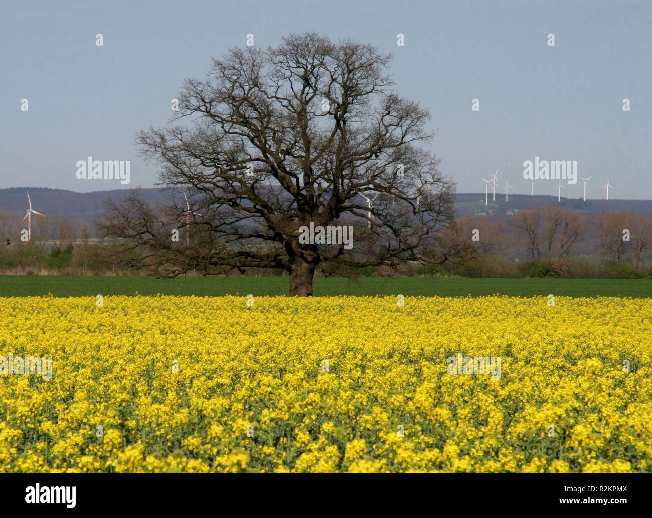 rape tree Stock Photo - Alamy