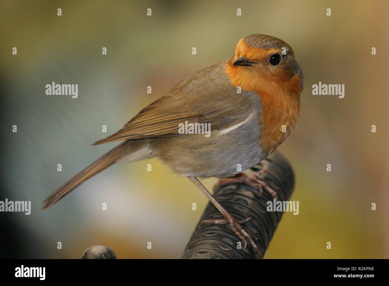 Robin eye hi-res stock photography and images - Alamy