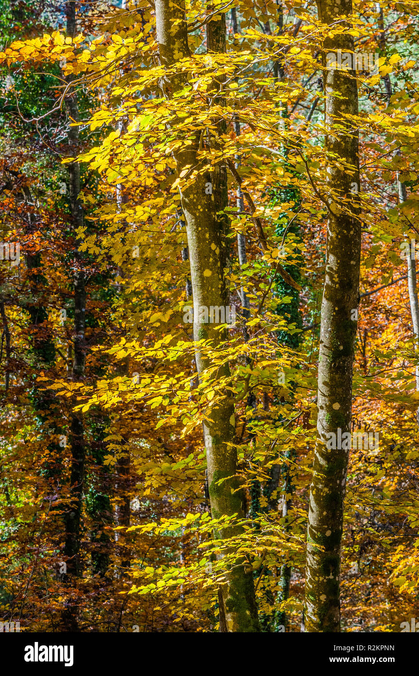 Beech tree grove hi-res stock photography and images - Alamy