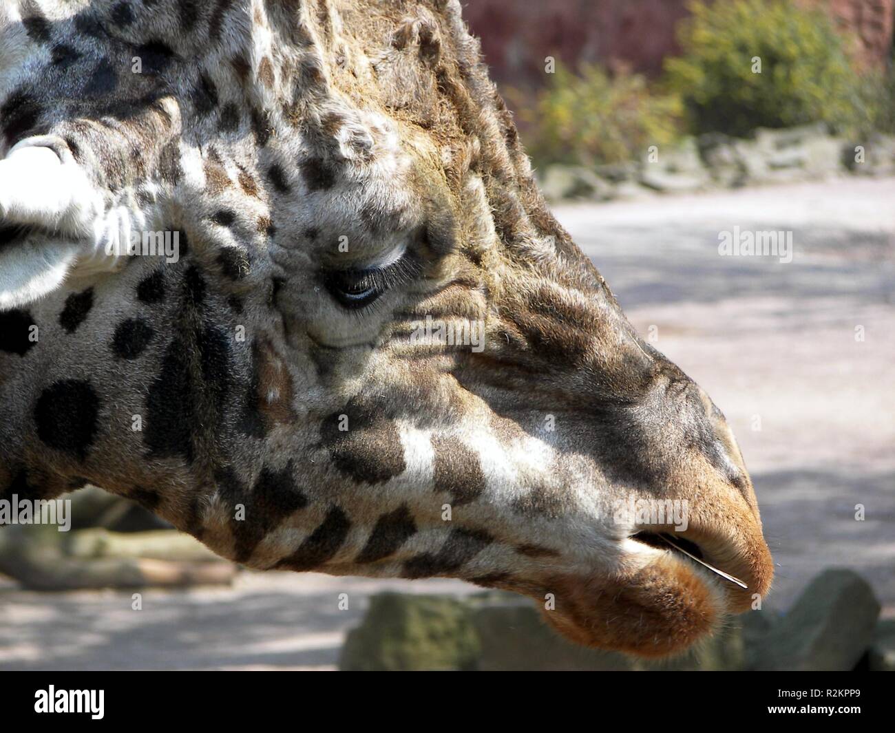 Giraffenstute hi-res stock photography and images - Alamy