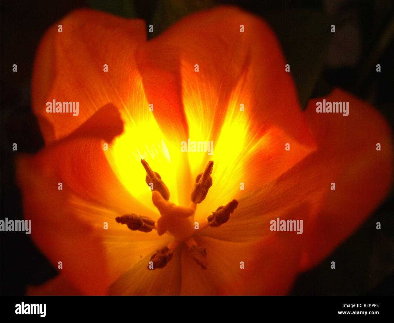 Fire tulip hi-res stock photography and images - Alamy