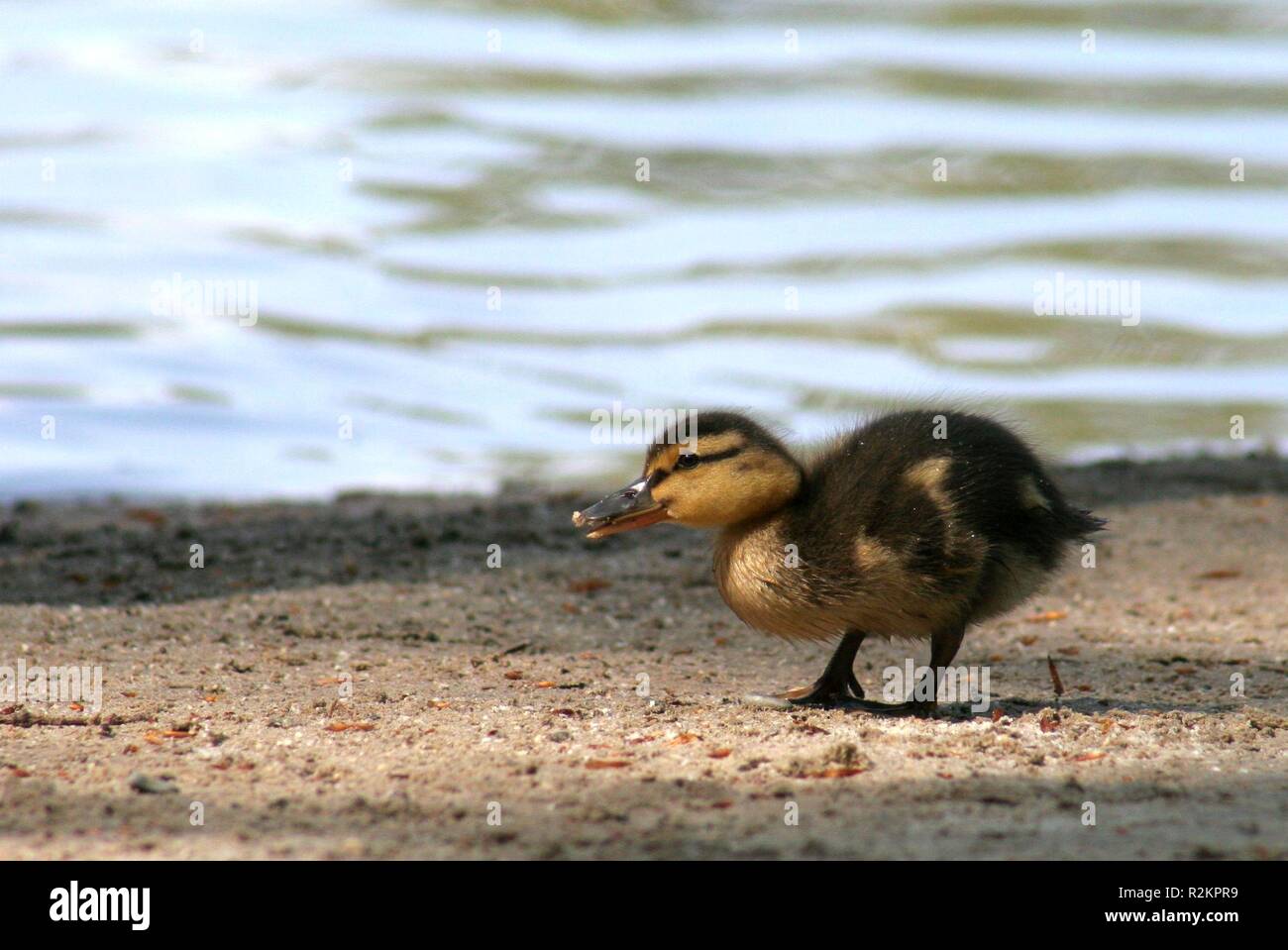 Hatched fish hi-res stock photography and images - Alamy