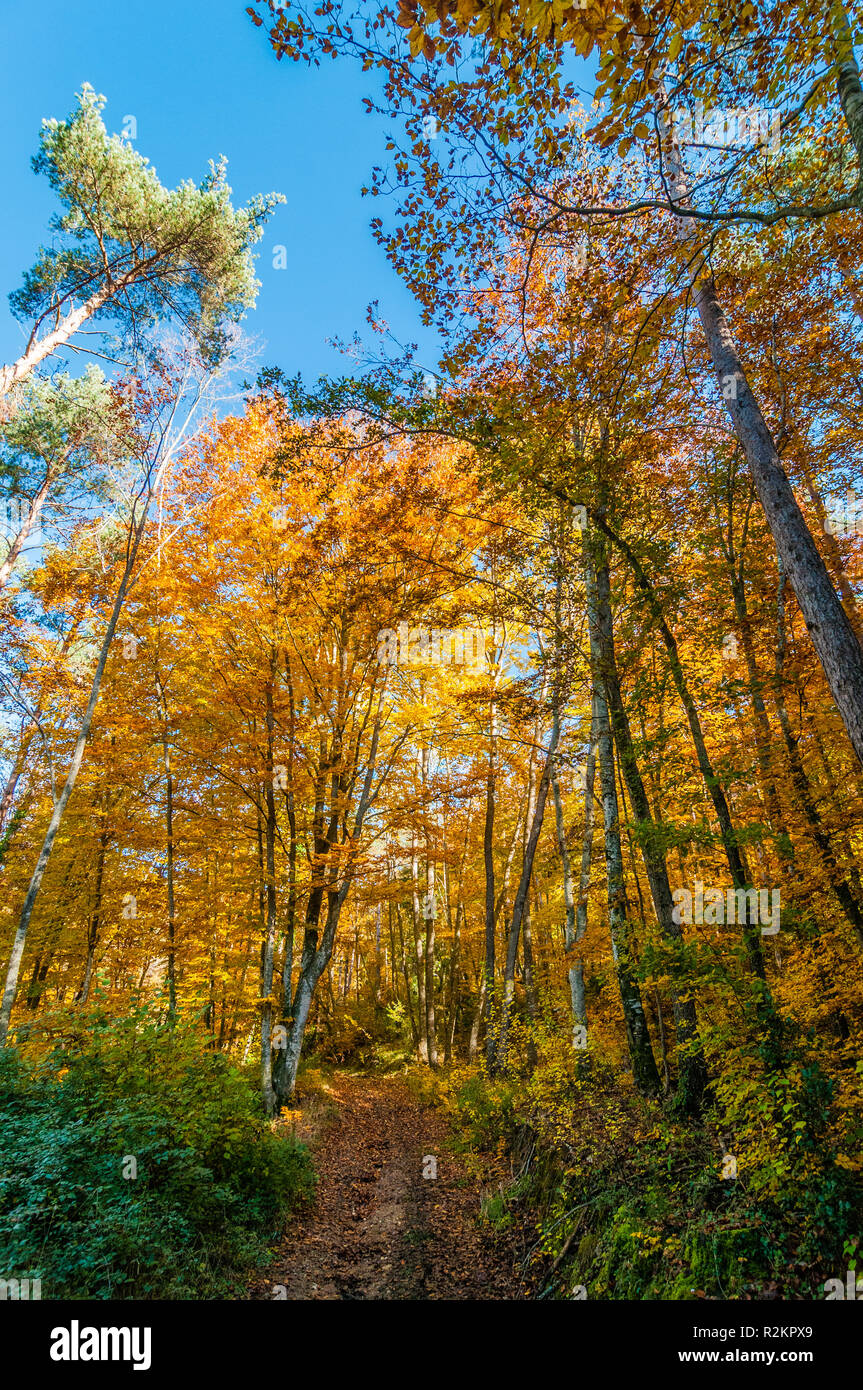 Common european beech beech grove hi-res stock photography and images ...