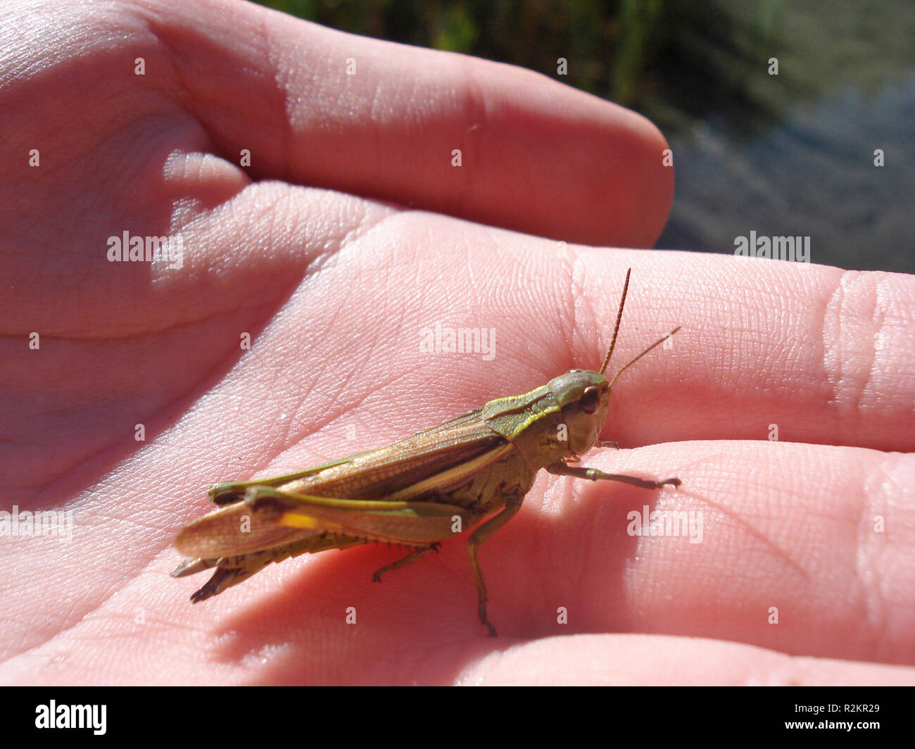 grasshopper on the hand Stock Photo - Alamy