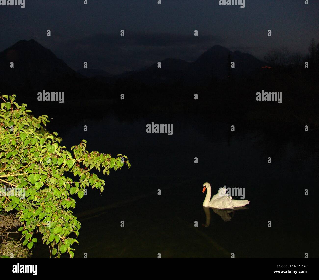 Swan at night hi-res stock photography and images - Alamy