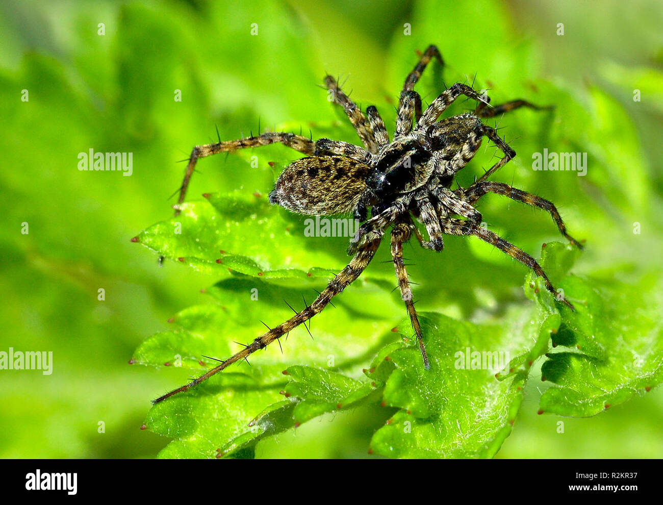 wolf spider mating Stock Photo - Alamy