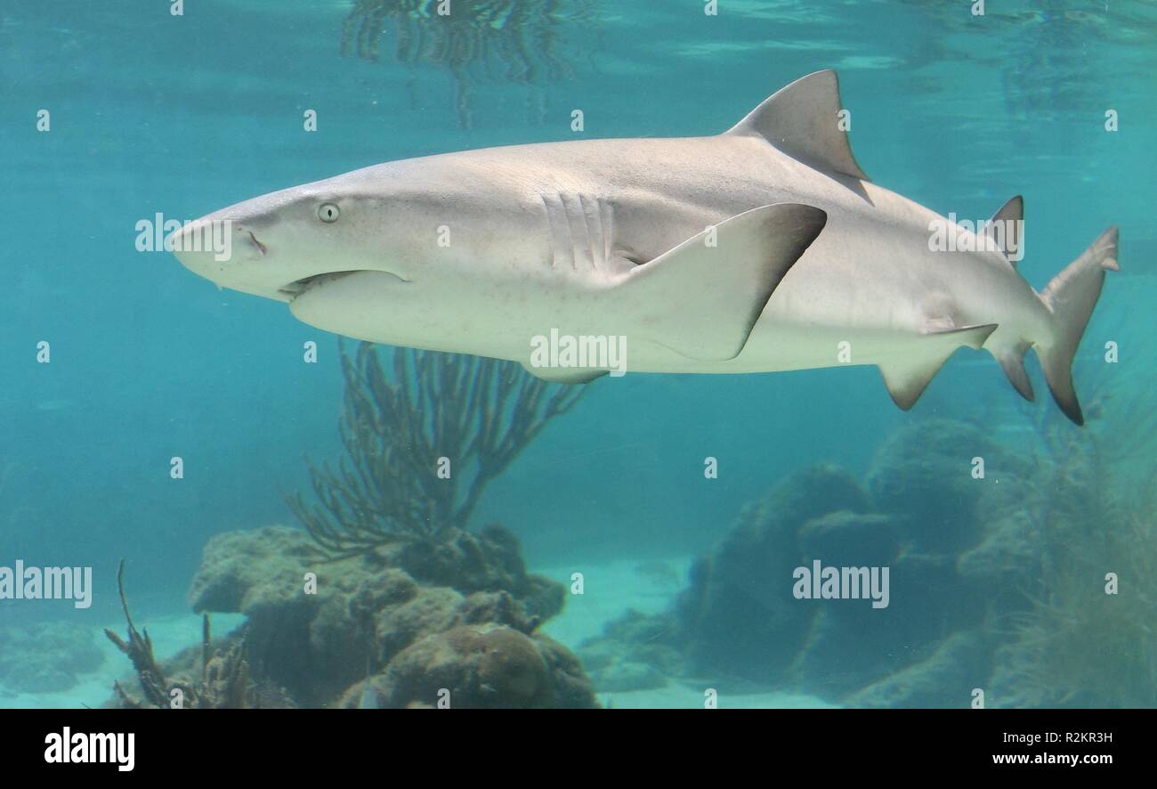 European blue shark hi-res stock photography and images - Alamy