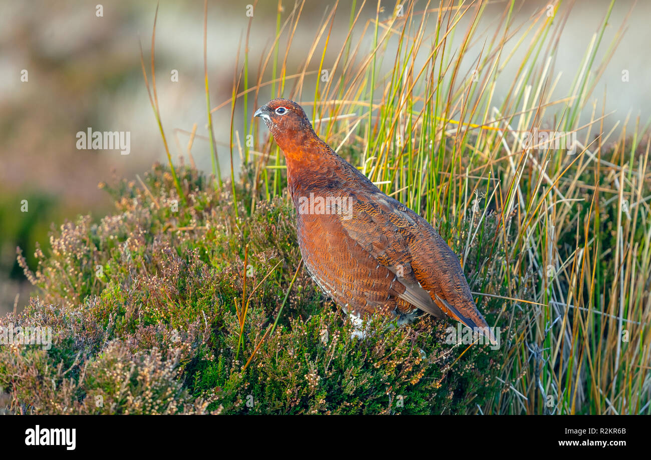 Red Grouse, Scientific name: Lagopus Lagopus, in natural habitat of ...