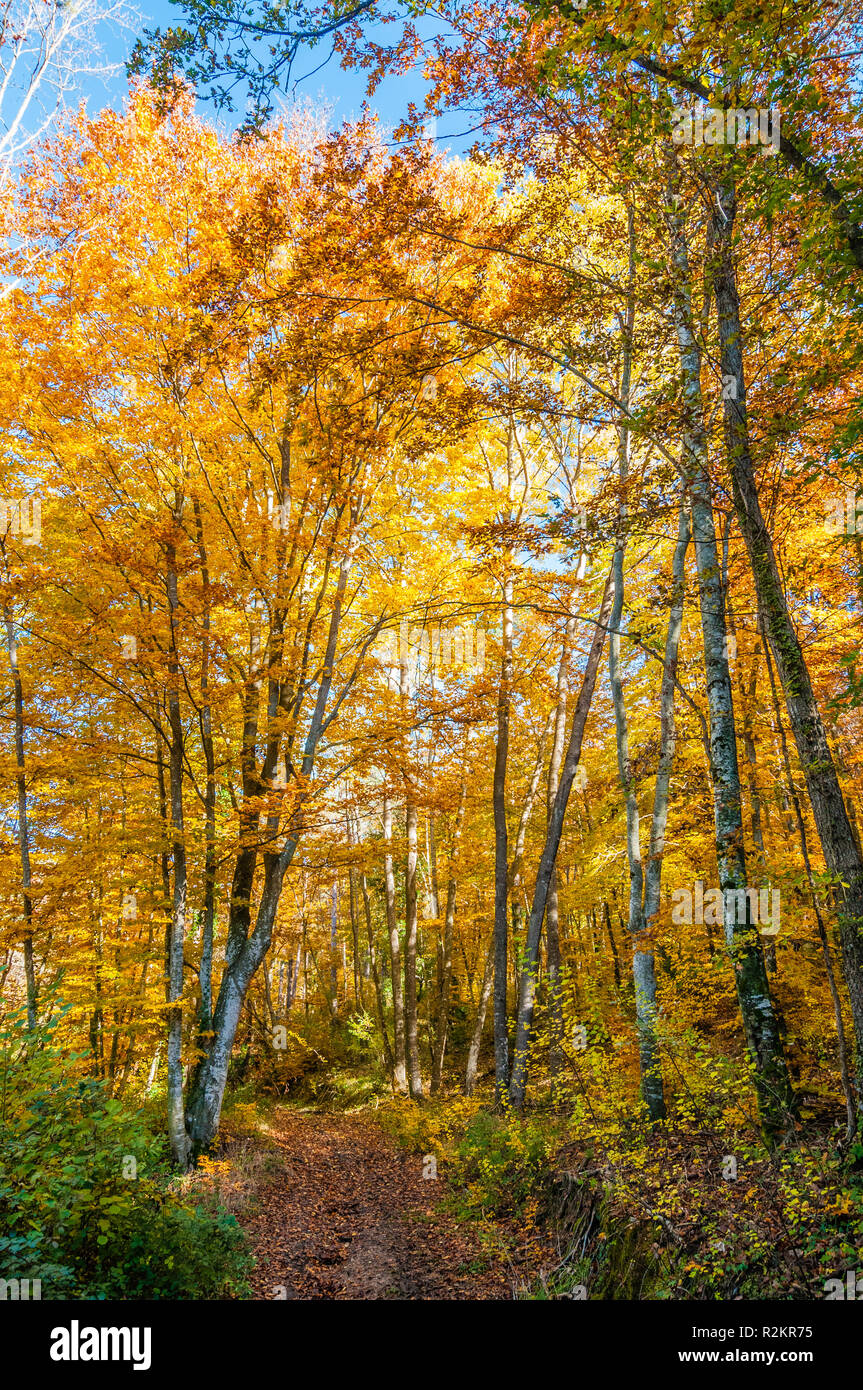 Beech tree grove hi-res stock photography and images - Alamy