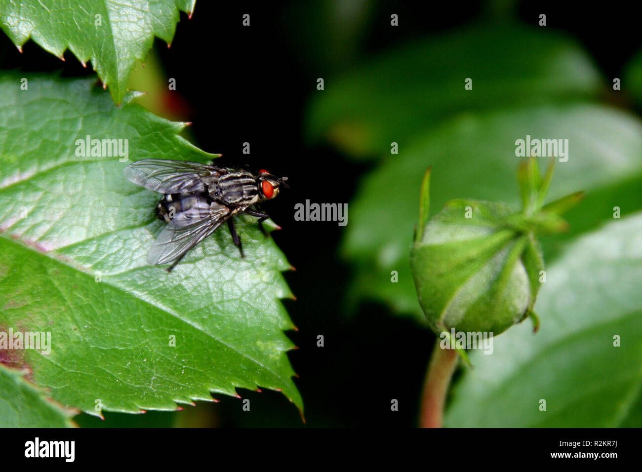fly Stock Photo - Alamy