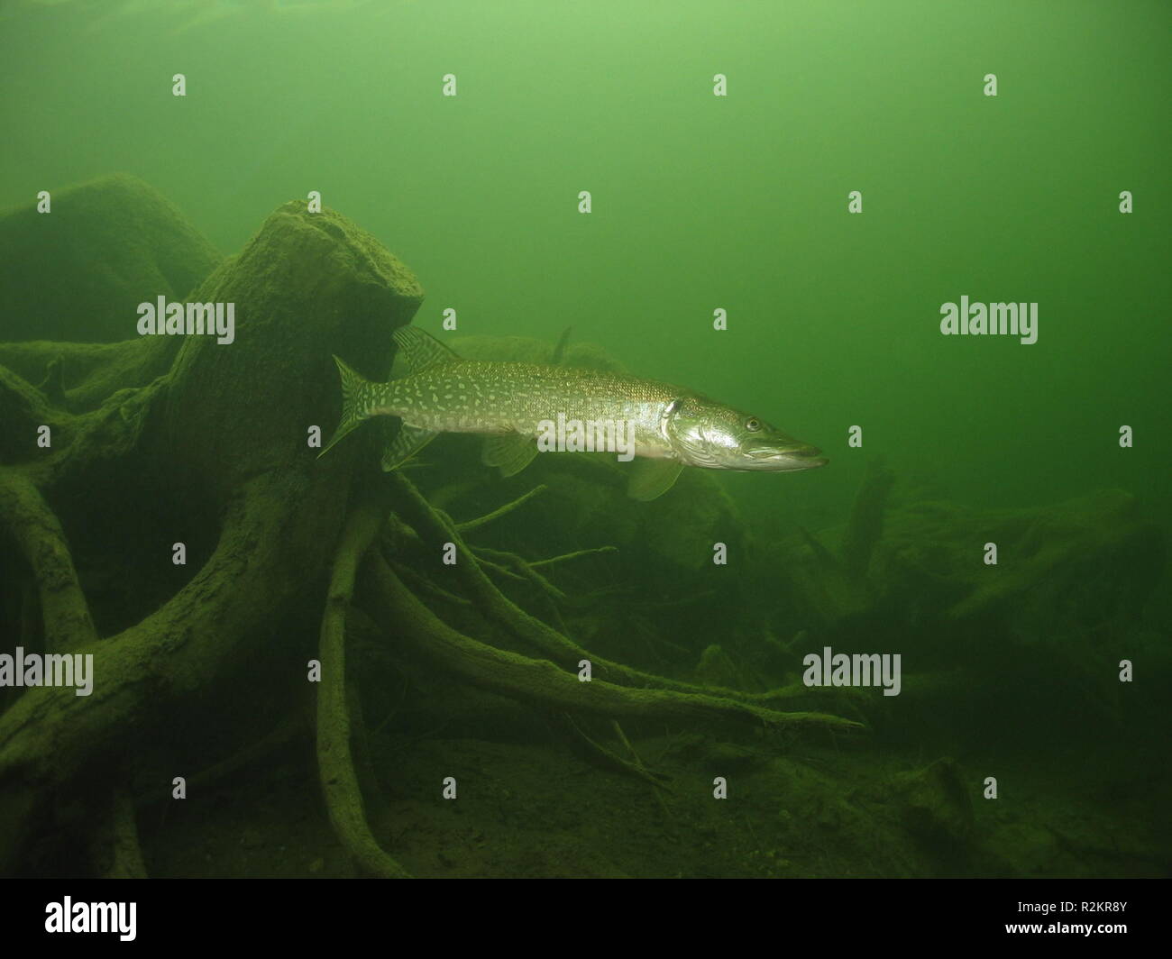 Erlaufsee hi-res stock photography and images - Alamy