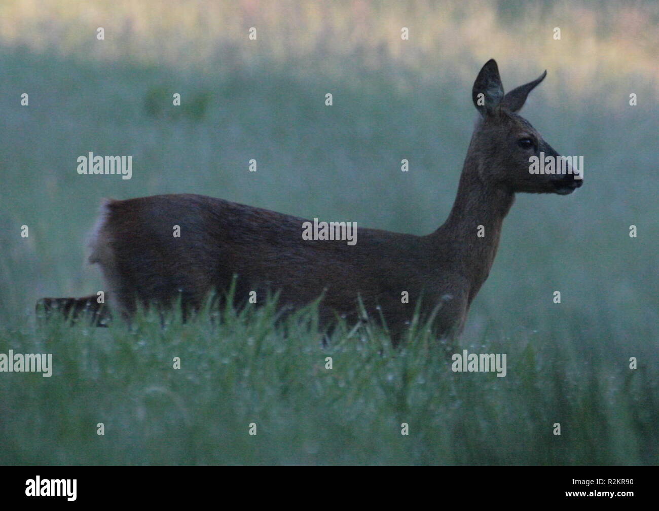 Roe protection hi-res stock photography and images - Alamy