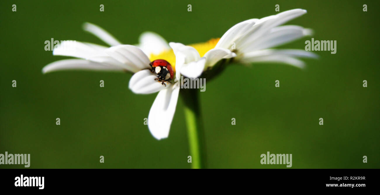 ladybug on daisy Stock Photo - Alamy