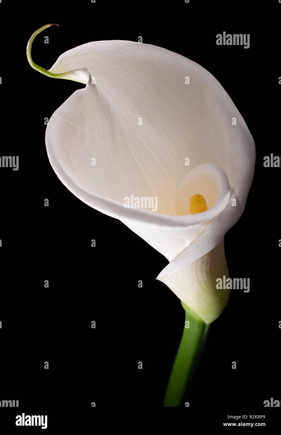 elegant white calla Stock Photo - Alamy