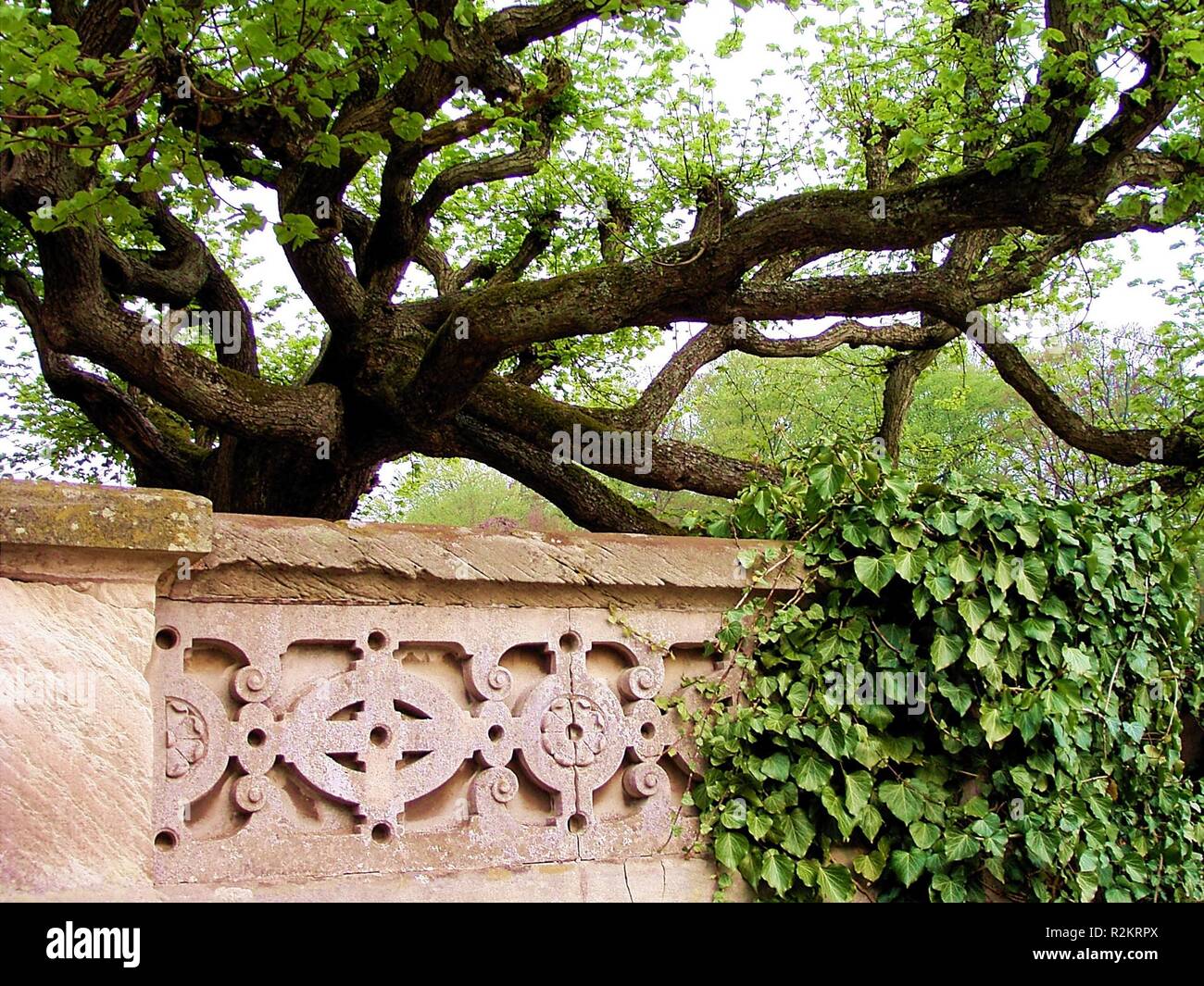 wall with tree Stock Photo - Alamy