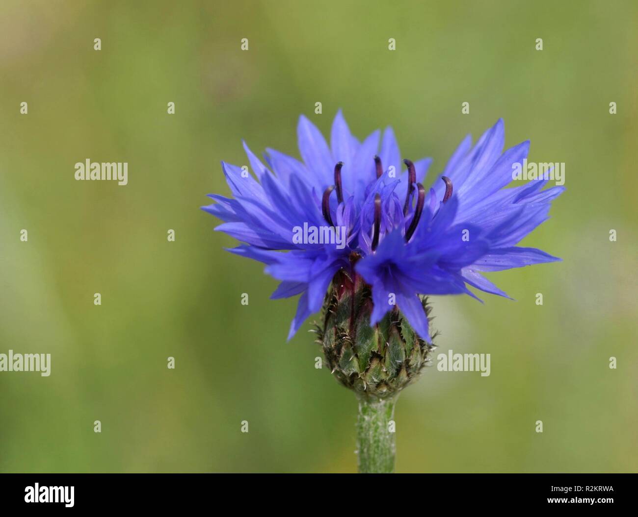 cornflower blue Stock Photo - Alamy