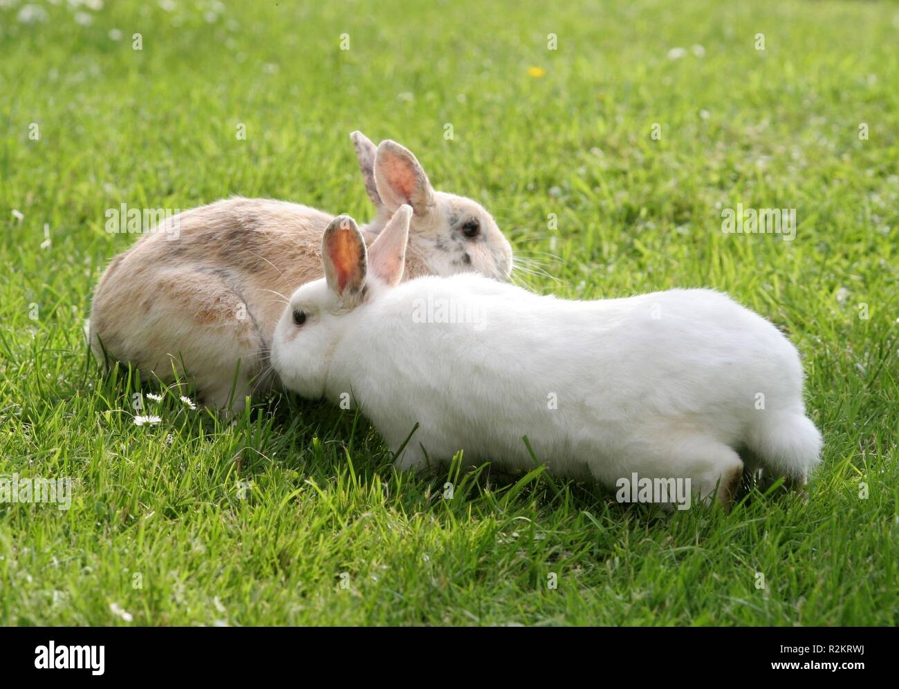 dwarf rabbits Stock Photo - Alamy