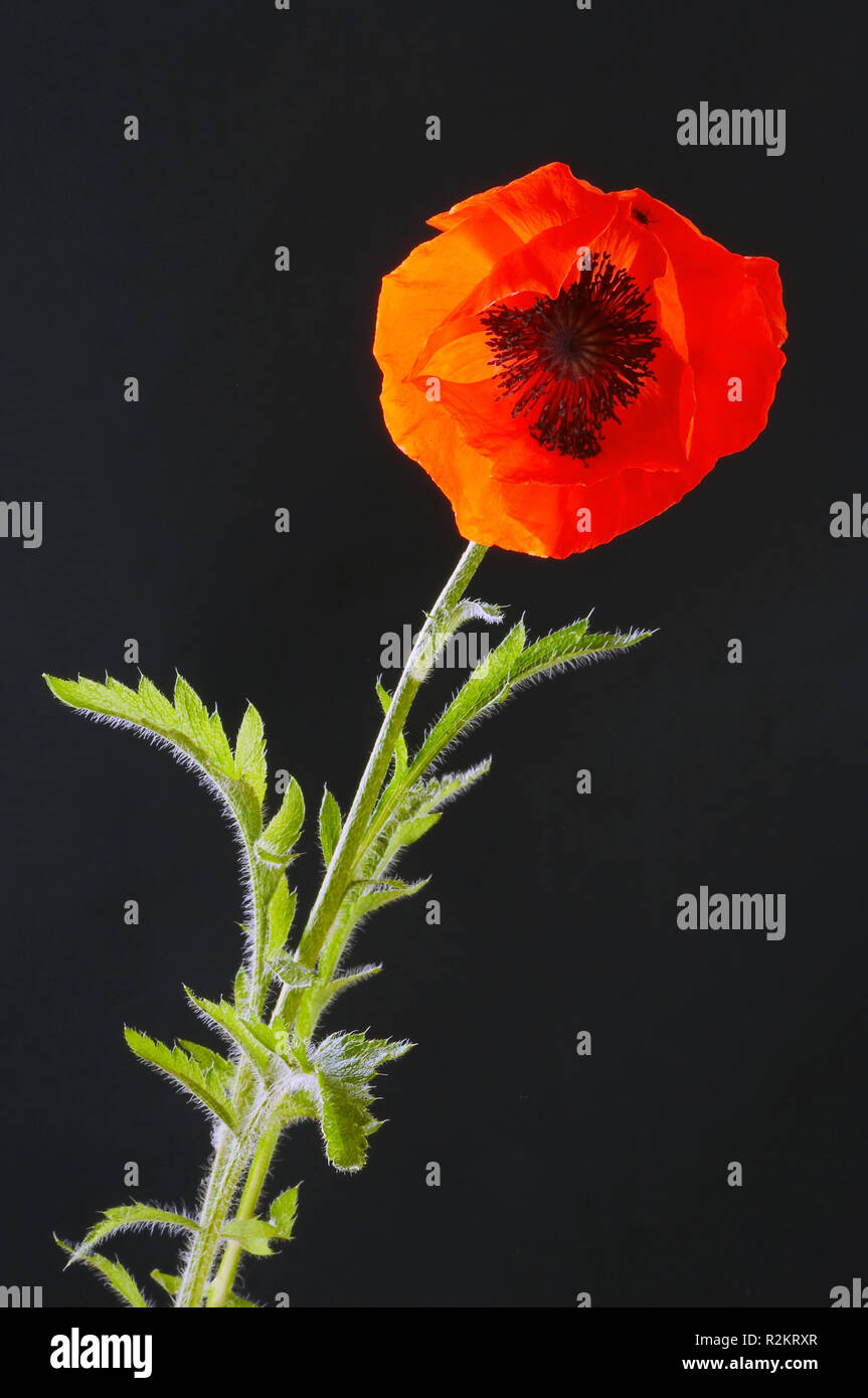 Ohrenfitzler hi-res stock photography and images - Alamy